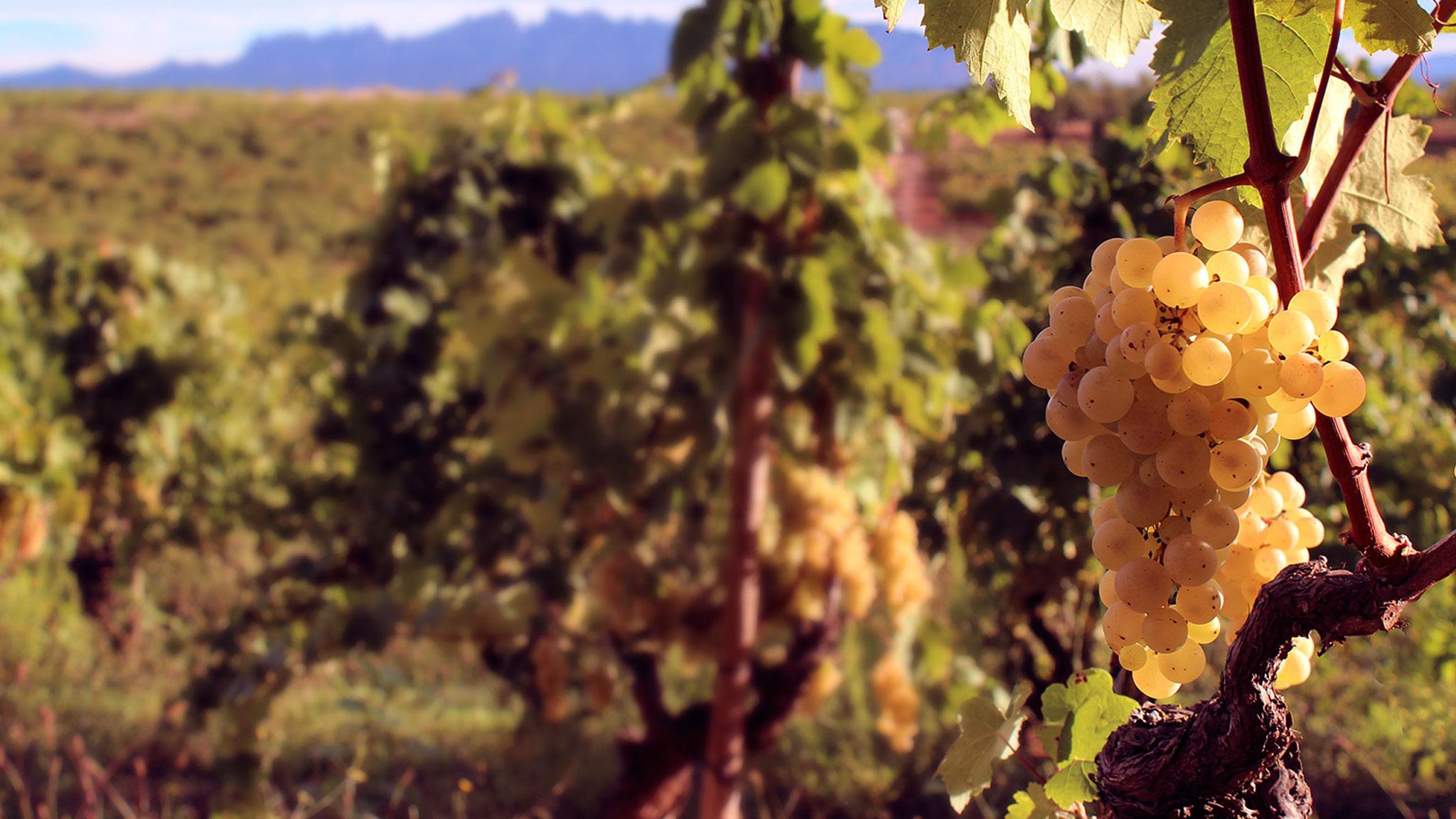 Cavas Recaredo - Wine Cellars - Buscastell Vins